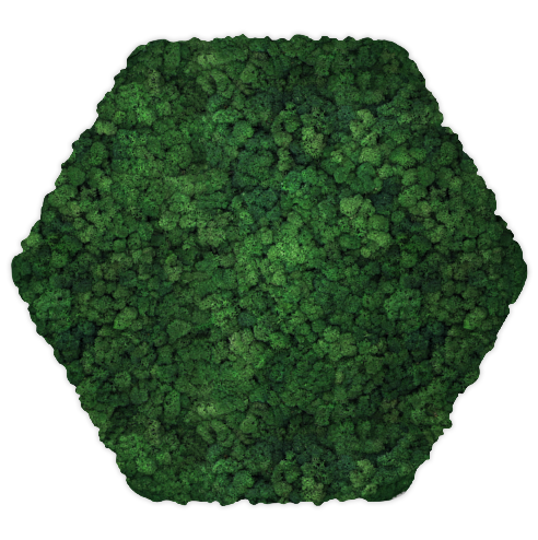 SURFACE ELEVEN-Convex Hex Moss